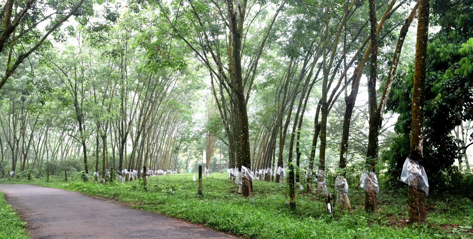 Home [www.rubberdev.gov.lk]